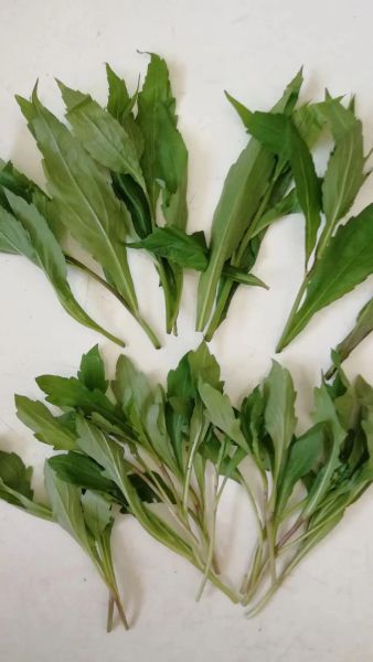 马兰头野菜吃多了有害吗_长期大量食用风险-第1张图片-山城妙识 马兰头野菜吃多了有害吗_长期大量食用风险-第1张图片-山城妙识