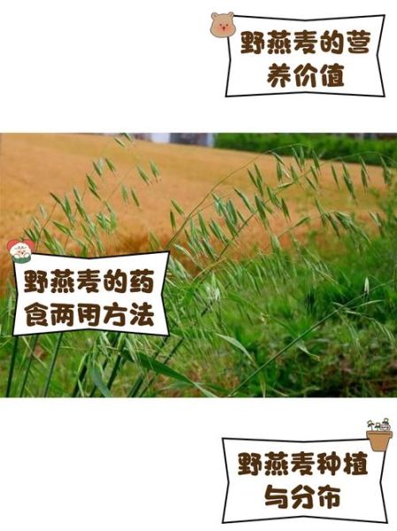 燕麦可以喂芭芭农场动物吗_燕麦在芭芭农场怎么用-第1张图片-山城妙识