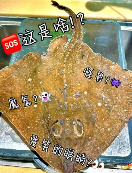 老板鱼是什么鱼_老板鱼怎么做好吃-第1张图片-山城妙识 老板鱼是什么鱼_老板鱼怎么做好吃-第1张图片-山城妙识