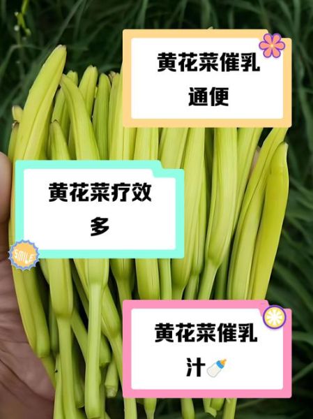 黄花菜怎么吃下奶_黄花菜下奶做法大全-第3张图片-山城妙识