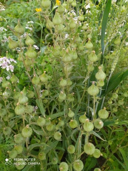 面条菜种子怎么种_面条菜种子图片识别-第2张图片-山城妙识