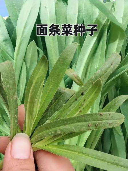 面条菜种子怎么种_面条菜种子图片识别-第1张图片-山城妙识