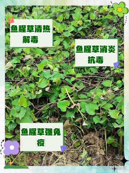 鱼腥草煮水能天天喝吗_鱼腥草煮水的功效与作用-第1张图片-山城妙识 鱼腥草煮水能天天喝吗_鱼腥草煮水的功效与作用-第1张图片-山城妙识