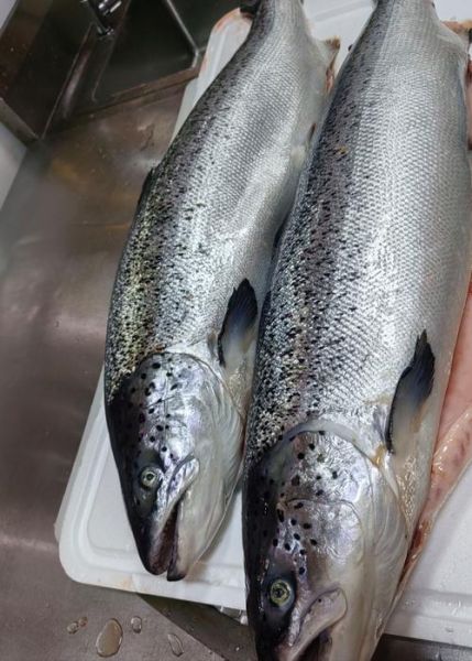 三文鱼产地在哪里_海洋图片高清哪里找-第1张图片-山城妙识 三文鱼产地在哪里_海洋图片高清哪里找-第1张图片-山城妙识