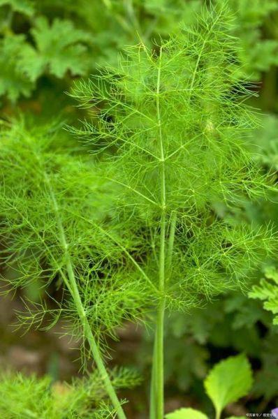 茴香长什么样_茴香的图片怎么辨认-第1张图片-山城妙识 茴香长什么样_茴香的图片怎么辨认-第1张图片-山城妙识