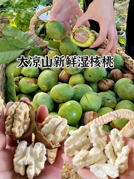 新鲜核桃怎么吃_新鲜核桃怎么保存-第3张图片-山城妙识 新鲜核桃怎么吃_新鲜核桃怎么保存-第3张图片-山城妙识