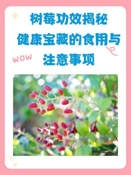 树莓的功效与作用禁忌_孕妇能吃吗-第2张图片-山城妙识 树莓的功效与作用禁忌_孕妇能吃吗-第2张图片-山城妙识