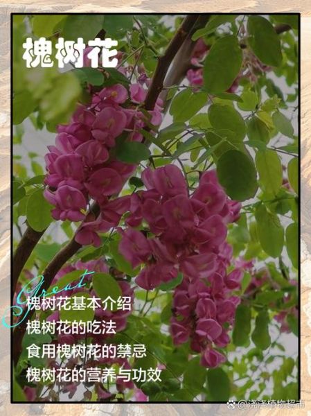 洋槐花的功效与作用禁忌_什么人不能吃-第2张图片-山城妙识 洋槐花的功效与作用禁忌_什么人不能吃-第2张图片-山城妙识