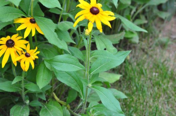 黑心菊怎么养_黑心菊有毒吗-第2张图片-山城妙识