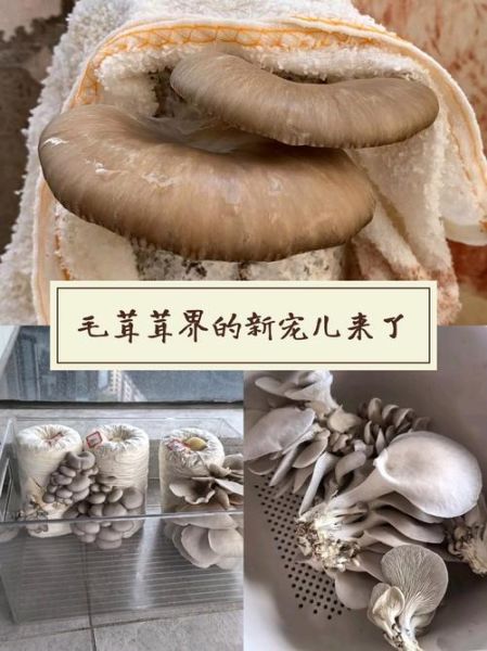 蘑菇种植技术视频_如何在家种蘑菇-第3张图片-山城妙识 蘑菇种植技术视频_如何在家种蘑菇-第3张图片-山城妙识