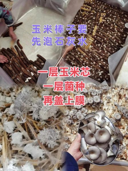 蘑菇种植技术视频_如何在家种蘑菇-第1张图片-山城妙识 蘑菇种植技术视频_如何在家种蘑菇-第1张图片-山城妙识