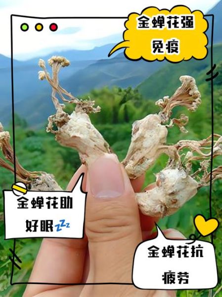 金蝉花有什么功效_金蝉花怎么吃效果最好-第2张图片-山城妙识 金蝉花有什么功效_金蝉花怎么吃效果最好-第2张图片-山城妙识