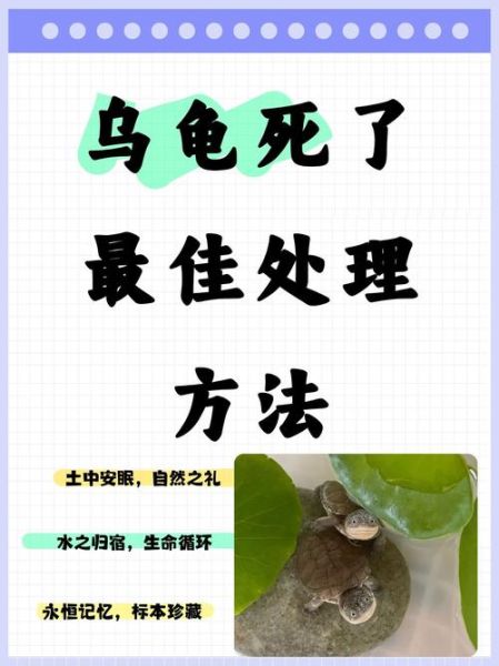 乌龟死在家里是吉是凶_风水与科学解释-第1张图片-山城妙识