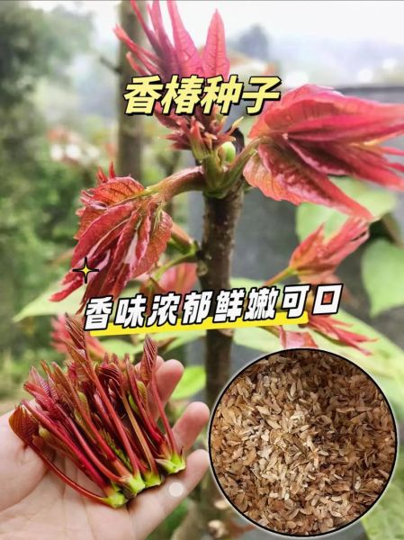 香椿种子怎么种_香椿种子多少钱一斤-第3张图片-山城妙识 香椿种子怎么种_香椿种子多少钱一斤-第3张图片-山城妙识