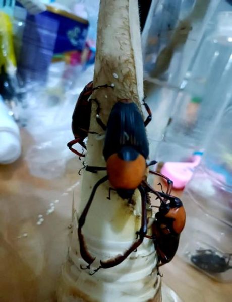 笋子虫长什么样子_笋子虫是害虫吗-第1张图片-山城妙识 笋子虫长什么样子_笋子虫是害虫吗-第1张图片-山城妙识