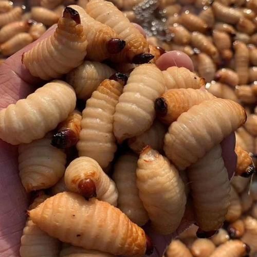 笋子虫长什么样子_笋子虫是害虫吗-第3张图片-山城妙识 笋子虫长什么样子_笋子虫是害虫吗-第3张图片-山城妙识