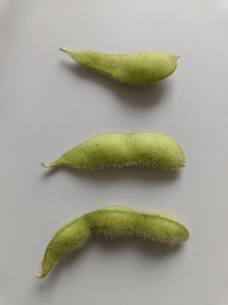 水煮毛豆怎么煮_水煮毛豆要煮多久-第3张图片-山城妙识