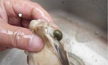 野生河蚌吃了会死人吗_野生河蚌中毒症状-第1张图片-山城妙识