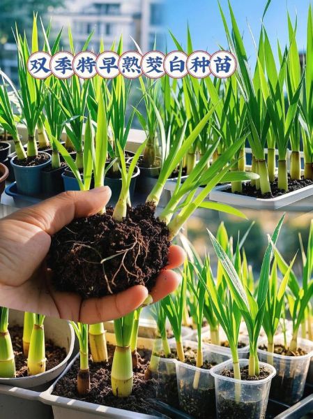 茭白种植一亩能收多少钱_茭白种植成本与利润分析-第3张图片-山城妙识