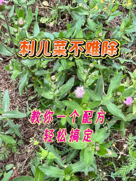 刺儿菜怎么吃对肝好_刺儿菜护肝食谱-第2张图片-山城妙识 刺儿菜怎么吃对肝好_刺儿菜护肝食谱-第2张图片-山城妙识