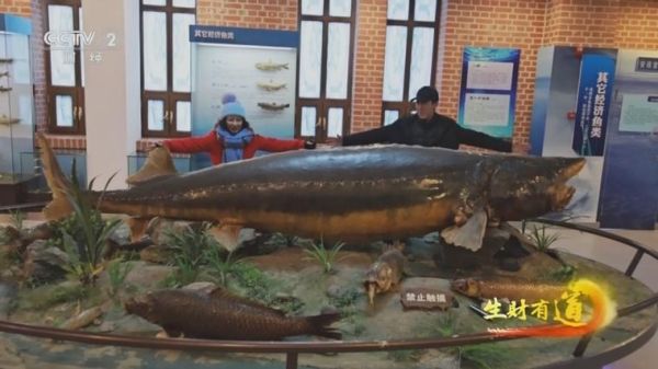 抚远鳇鱼多少钱一斤_正宗抚远鳇鱼价格-第1张图片-山城妙识 抚远鳇鱼多少钱一斤_正宗抚远鳇鱼价格-第1张图片-山城妙识