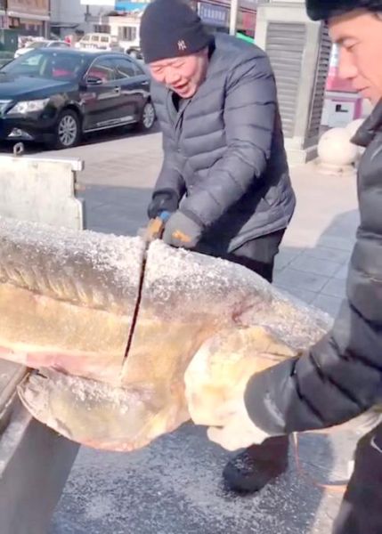 抚远鳇鱼多少钱一斤_正宗抚远鳇鱼价格-第3张图片-山城妙识 抚远鳇鱼多少钱一斤_正宗抚远鳇鱼价格-第3张图片-山城妙识