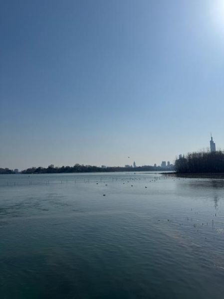 鲥鱼怎么吃_清蒸鲥鱼做法-第2张图片-山城妙识 鲥鱼怎么吃_清蒸鲥鱼做法-第2张图片-山城妙识