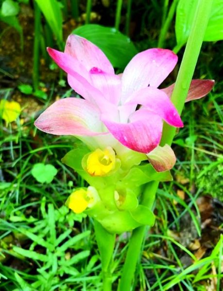 莪术的功效与作用及禁忌_莪术能长期服用吗-第3张图片-山城妙识 莪术的功效与作用及禁忌_莪术能长期服用吗-第3张图片-山城妙识