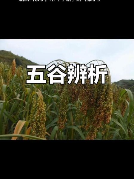 黍米是什么_黍米和小米的区别-第2张图片-山城妙识 黍米是什么_黍米和小米的区别-第2张图片-山城妙识