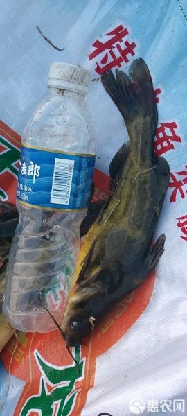 野生黄颡鱼多少钱一斤_野生黄颡鱼价格行情-第3张图片-山城妙识 野生黄颡鱼多少钱一斤_野生黄颡鱼价格行情-第3张图片-山城妙识