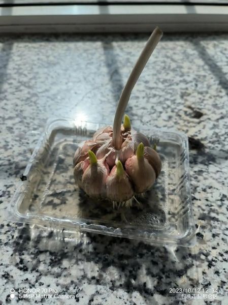 种蒜苗图片_怎么种蒜苗-第3张图片-山城妙识 种蒜苗图片_怎么种蒜苗-第3张图片-山城妙识