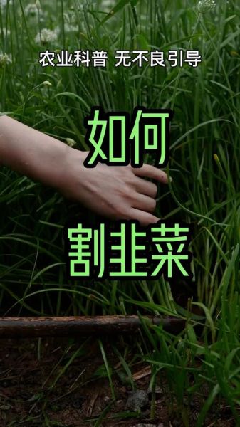 割韭菜薅羊毛是什么意思_如何避免被割韭菜-第2张图片-山城妙识