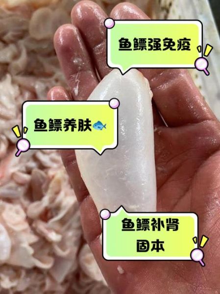 鱼鳔怎么读_鱼鳔的功效与作用-第2张图片-山城妙识 鱼鳔怎么读_鱼鳔的功效与作用-第2张图片-山城妙识
