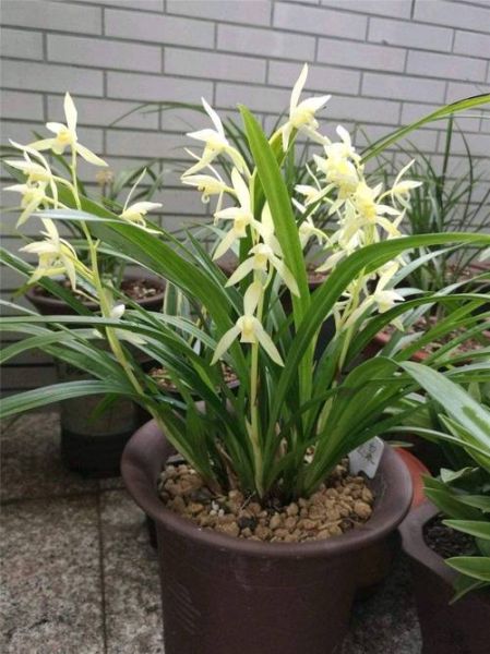 兰花图片大全大图_如何挑选高清兰花图-第2张图片-山城妙识