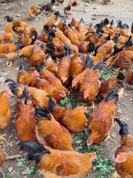 鸡肉价格多少钱一斤_鸡肉价格为什么涨-第3张图片-山城妙识