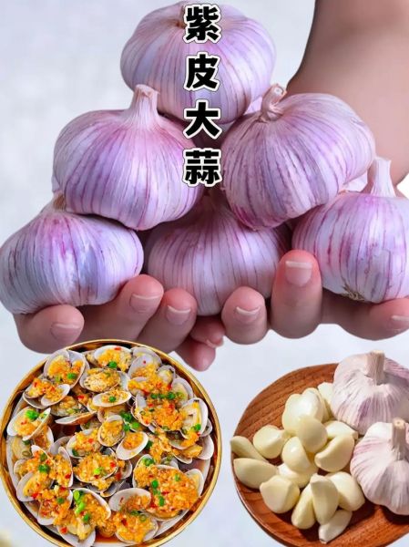 炒大蒜片怎么炒才脆_大蒜片用热油还是冷油下锅-第2张图片-山城妙识 炒大蒜片怎么炒才脆_大蒜片用热油还是冷油下锅-第2张图片-山城妙识