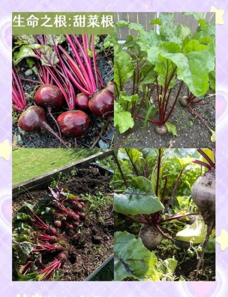 甜菜根图片大全_甜菜根怎么做好吃-第2张图片-山城妙识 甜菜根图片大全_甜菜根怎么做好吃-第2张图片-山城妙识