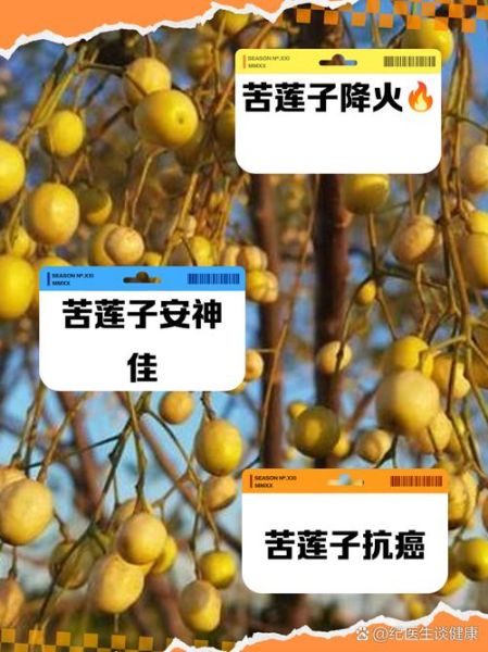 苦莲子功效与作用_苦莲子怎么吃效果最好-第1张图片-山城妙识 苦莲子功效与作用_苦莲子怎么吃效果最好-第1张图片-山城妙识