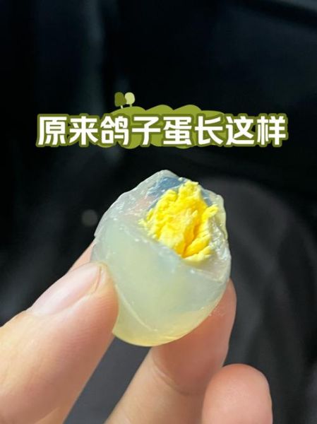 鸽子蛋图片_如何分辨真假-第2张图片-山城妙识 鸽子蛋图片_如何分辨真假-第2张图片-山城妙识