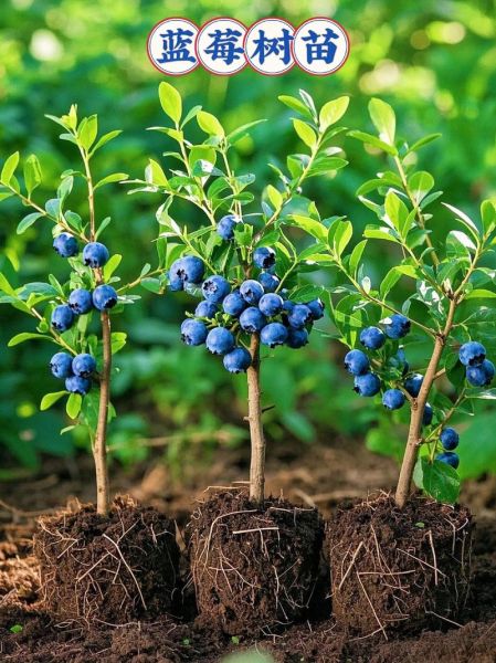蓝莓适合什么气候_蓝莓种植区域有哪些-第3张图片-山城妙识 蓝莓适合什么气候_蓝莓种植区域有哪些-第3张图片-山城妙识