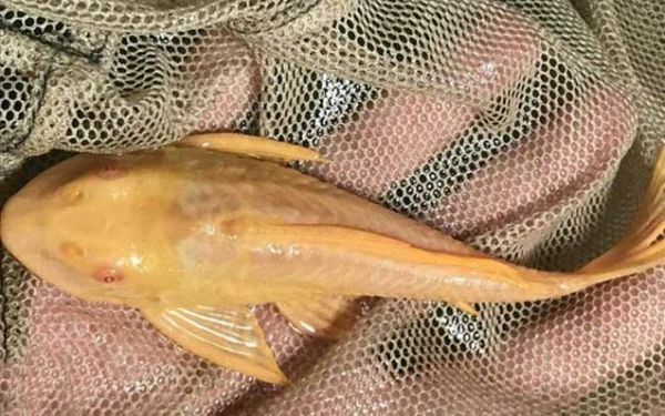 清道夫吃什么_清道夫鱼食物清单-第2张图片-山城妙识 清道夫吃什么_清道夫鱼食物清单-第2张图片-山城妙识