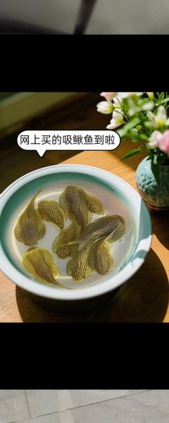 清道夫吃什么_清道夫鱼食物清单-第3张图片-山城妙识 清道夫吃什么_清道夫鱼食物清单-第3张图片-山城妙识