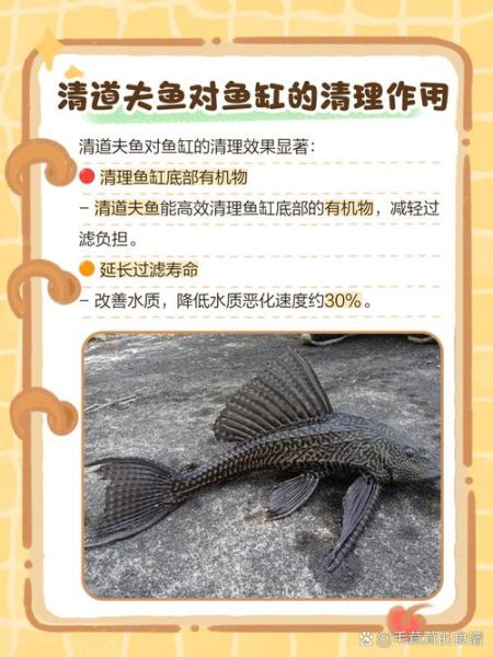 清道夫吃什么_清道夫鱼食物清单-第1张图片-山城妙识 清道夫吃什么_清道夫鱼食物清单-第1张图片-山城妙识