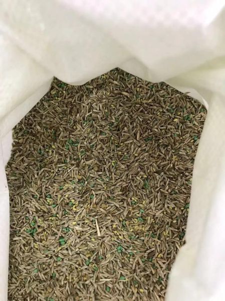 紫花苜蓿草种子怎么选_紫花苜蓿草种子价格多少-第1张图片-山城妙识 紫花苜蓿草种子怎么选_紫花苜蓿草种子价格多少-第1张图片-山城妙识