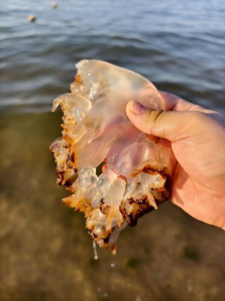 海蜇图片大全_海蜇怎么挑选-第1张图片-山城妙识 海蜇图片大全_海蜇怎么挑选-第1张图片-山城妙识