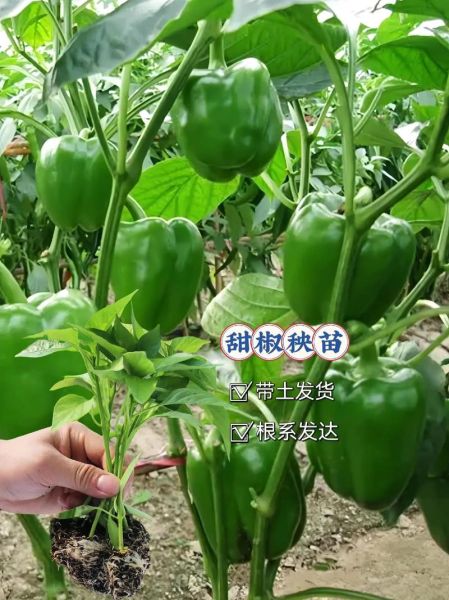 甜椒怎么保存_甜椒可以放多久-第2张图片-山城妙识 甜椒怎么保存_甜椒可以放多久-第2张图片-山城妙识