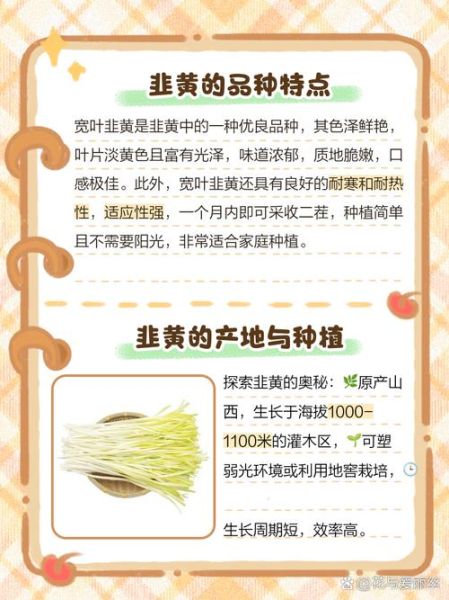 韭黄的功效与作用_韭黄的害处有哪些-第2张图片-山城妙识