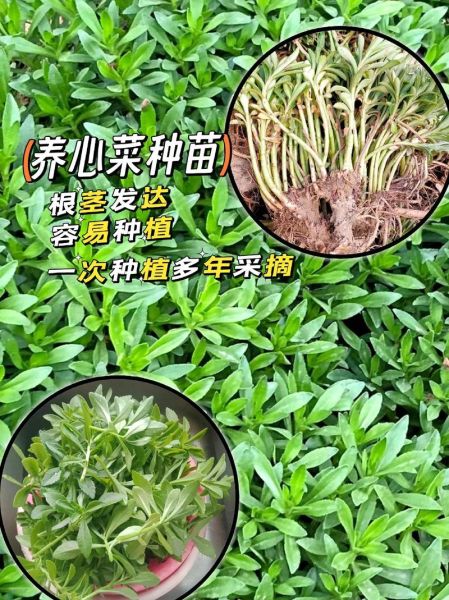 养心菜什么人不能吃_养心菜禁忌有哪些-第3张图片-山城妙识