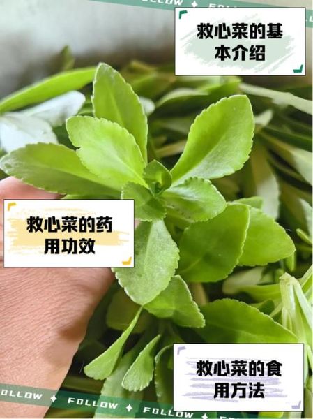 养心菜的功效与禁忌_养心菜什么人不能吃-第1张图片-山城妙识 养心菜的功效与禁忌_养心菜什么人不能吃-第1张图片-山城妙识