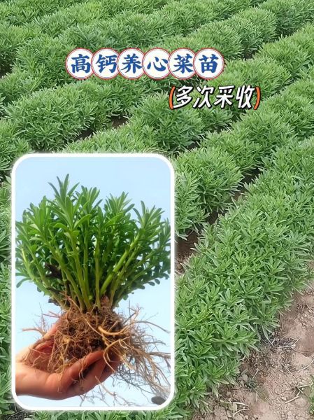 养心菜的功效与禁忌_养心菜什么人不能吃-第3张图片-山城妙识 养心菜的功效与禁忌_养心菜什么人不能吃-第3张图片-山城妙识